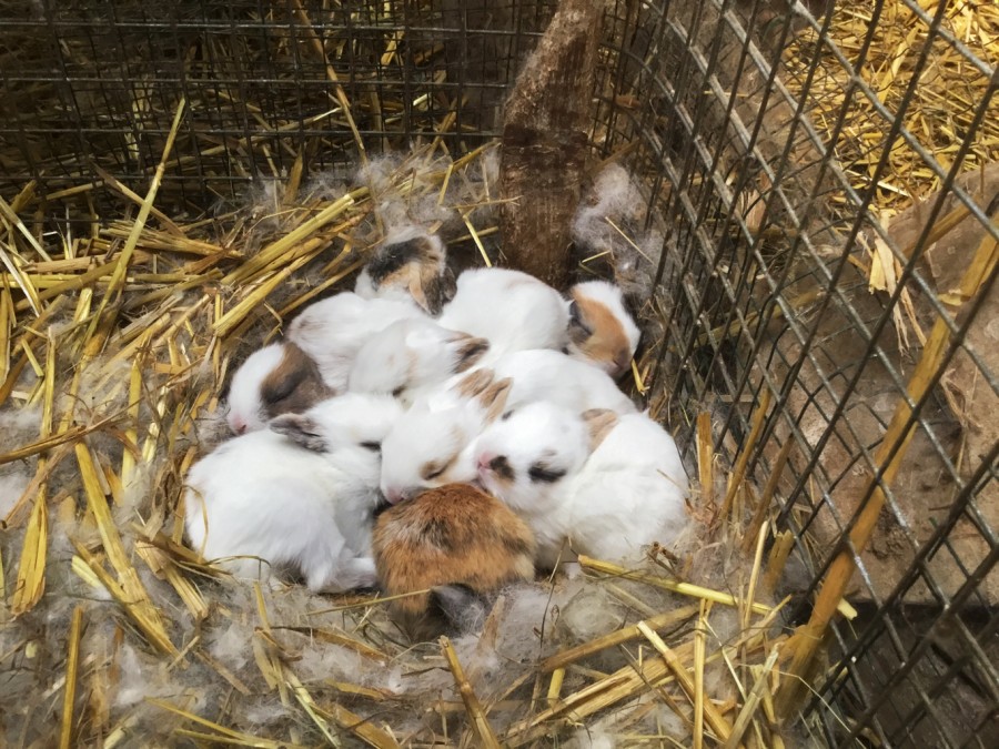 Animal Farm Gallery | Château de la Baudonnière